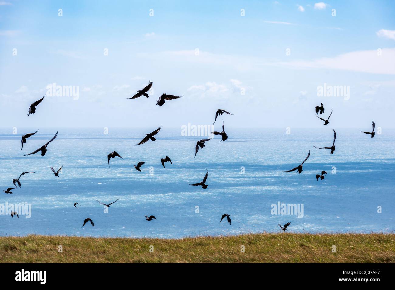 Flying rooks hi-res stock photography and images - Alamy