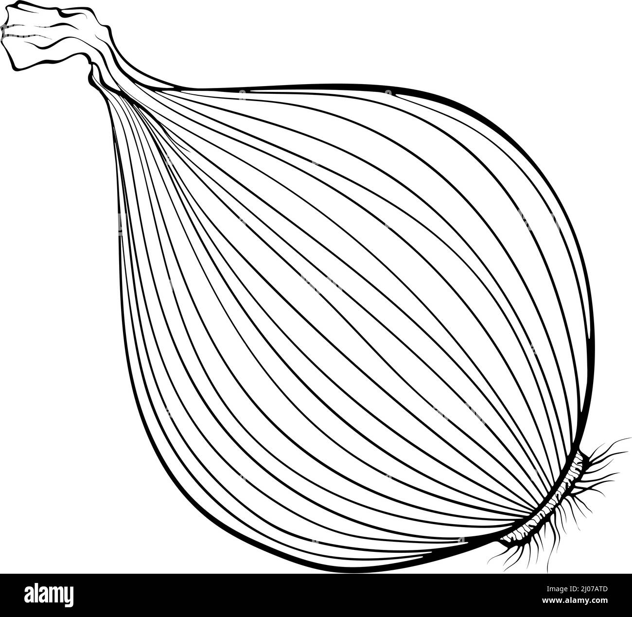 Whole onion line art Stock Vector Image & Art - Alamy