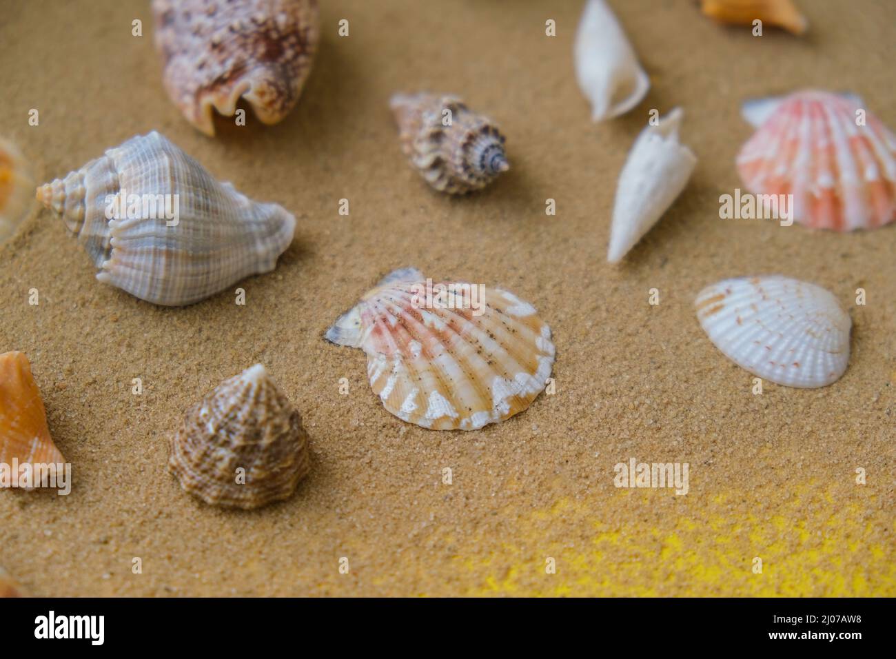Composition seashells, pebbles, mockup on sand background. Marine still ...