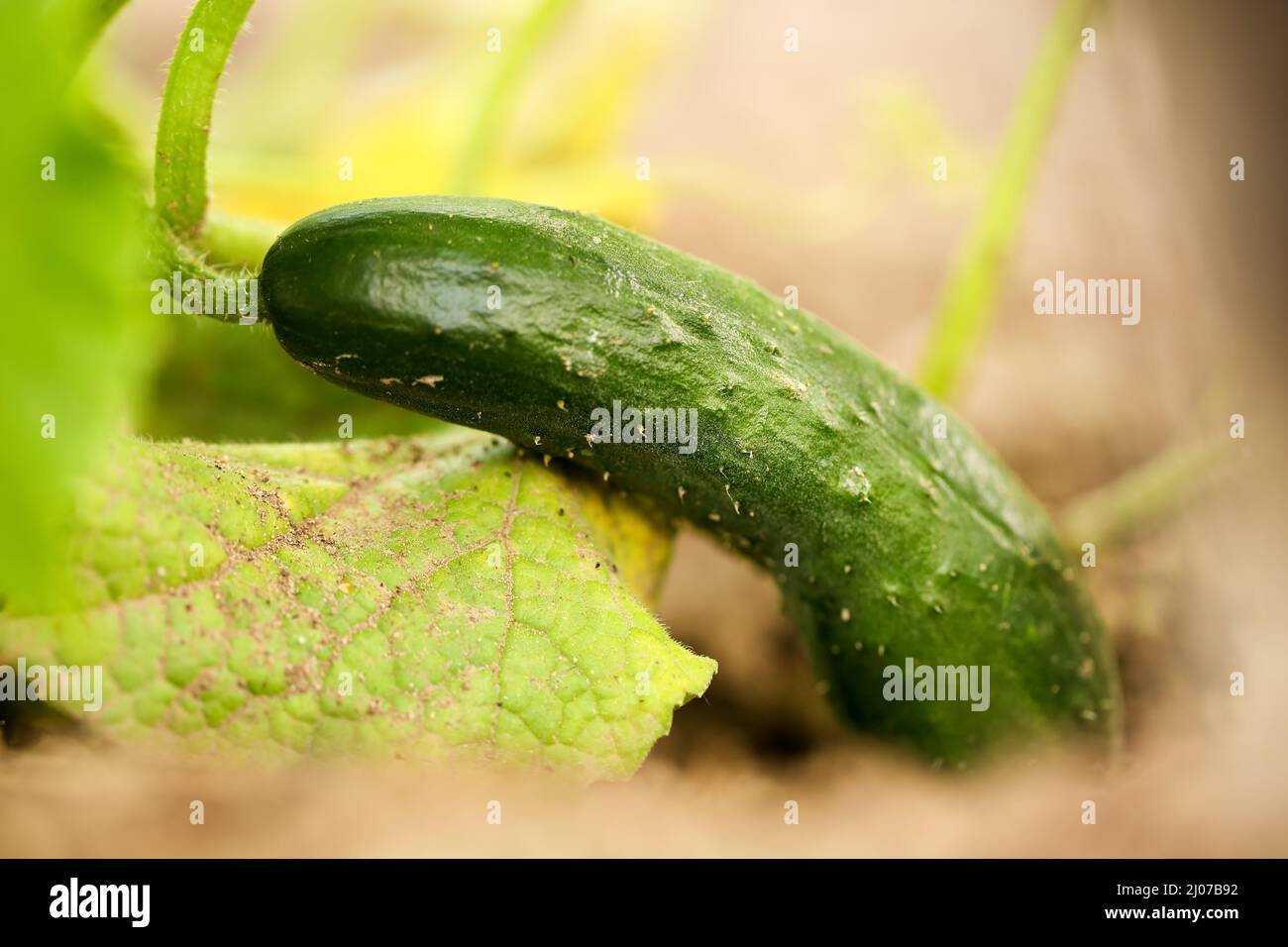 Extreme close up of a fresh, still growing cucumber in the garden. Home ...