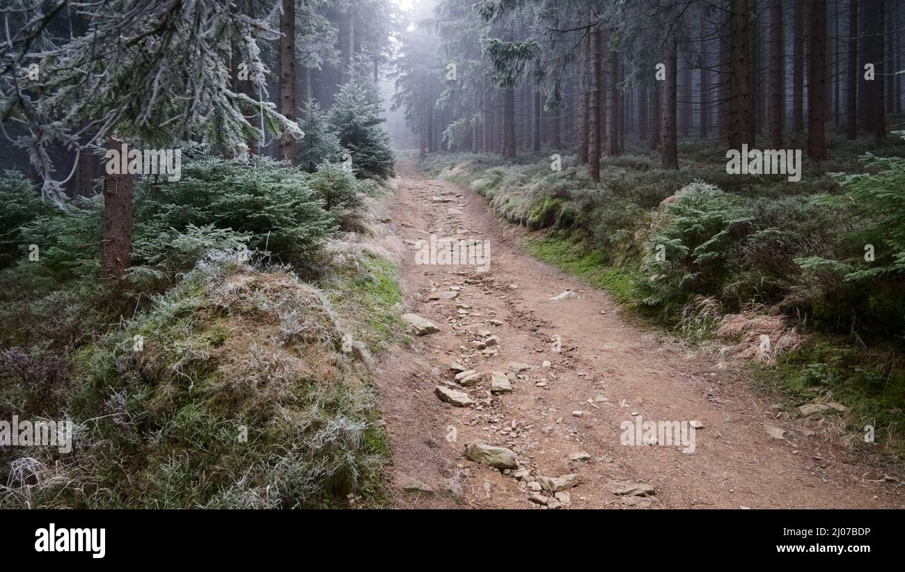 a path with trees on the side of a dirt road in the winter Stock Photo ...