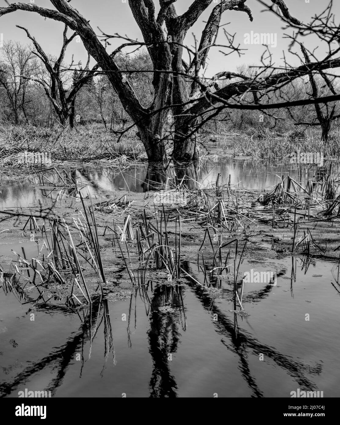 Closeup of a lonely tree and watergrass with its reflection in the ...