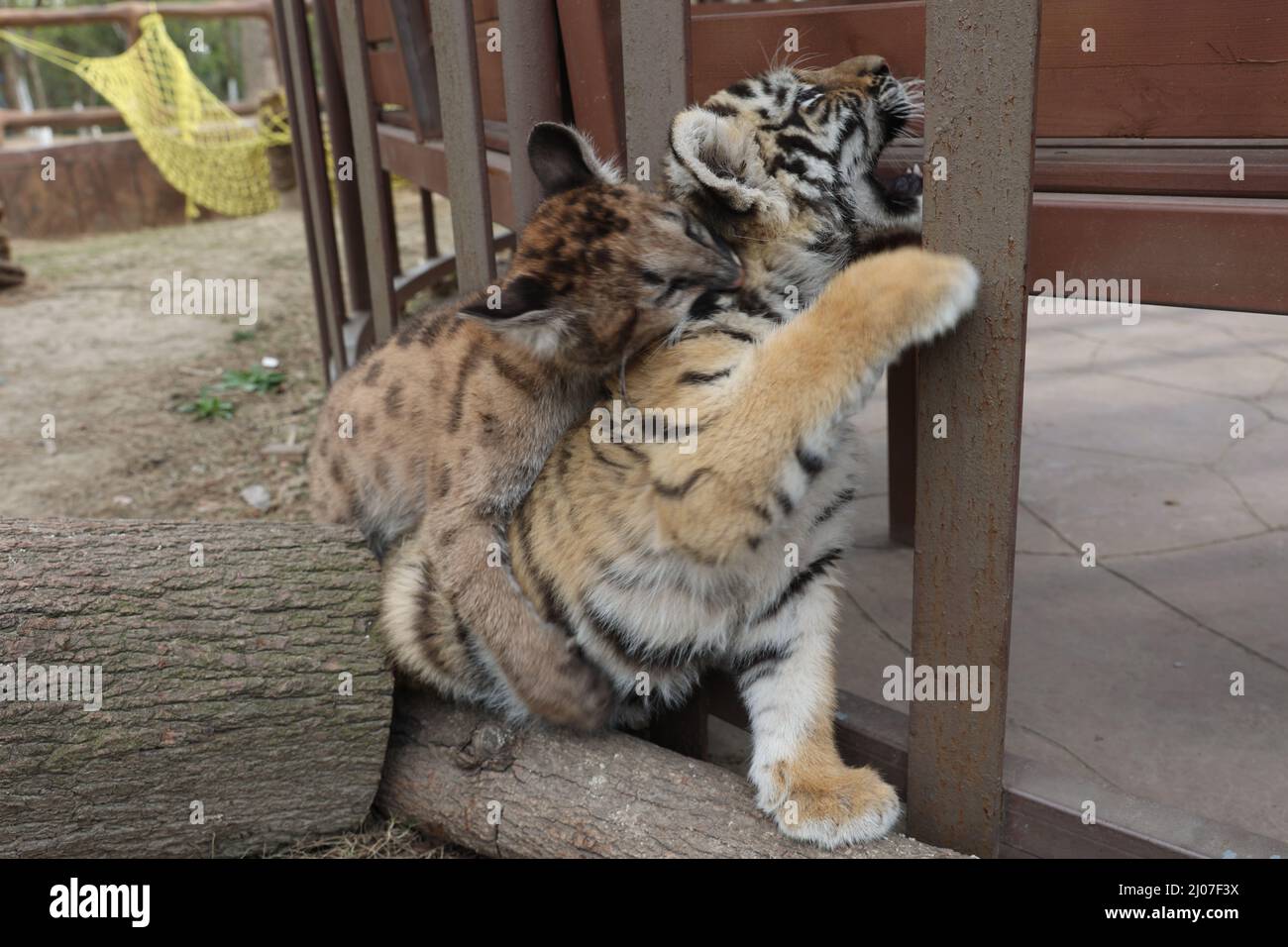 Nantong, Nantong, China. 17th Mar, 2022. On March 15, 2022, at the ...