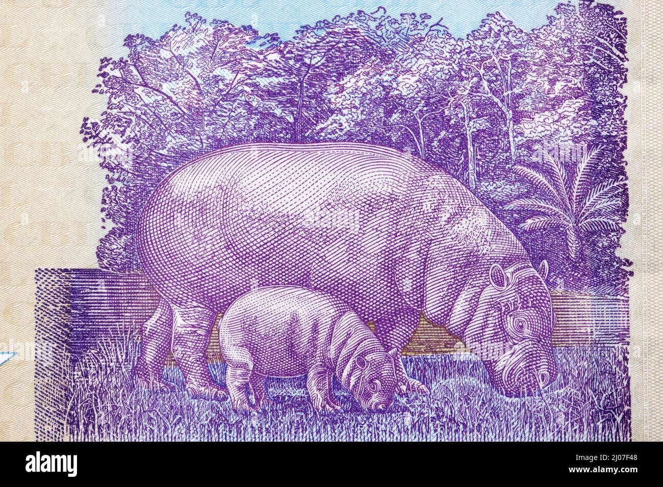 Hippopotamus and its child from Liberian money - Dollars Stock Photo ...