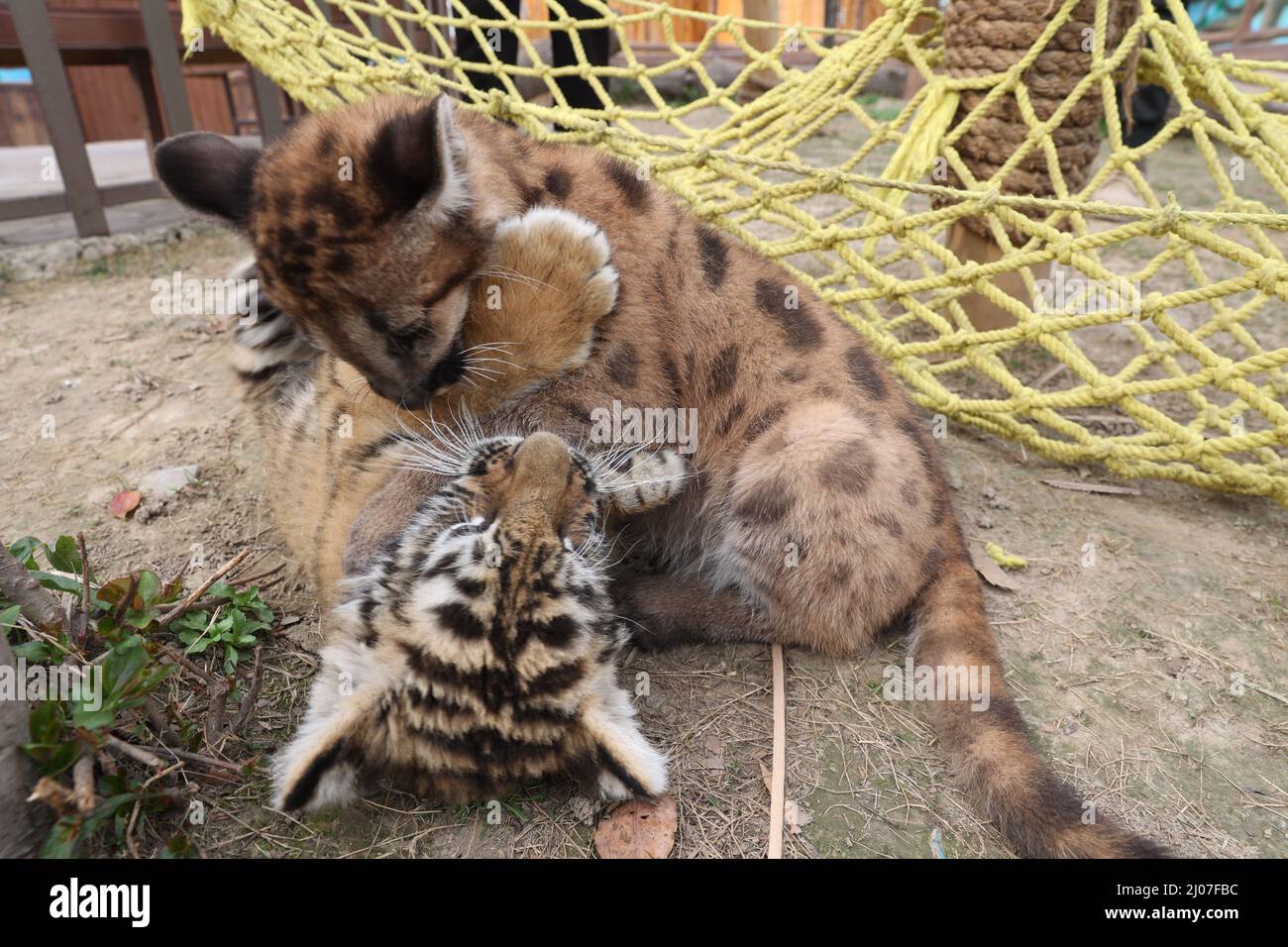 Cougar cub play hi-res stock photography and images - Alamy