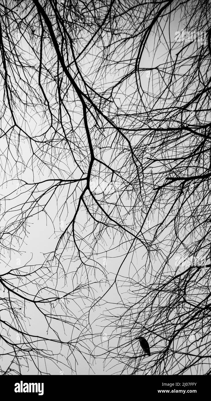 Bottom view tree Black and White Stock Photos & Images - Alamy