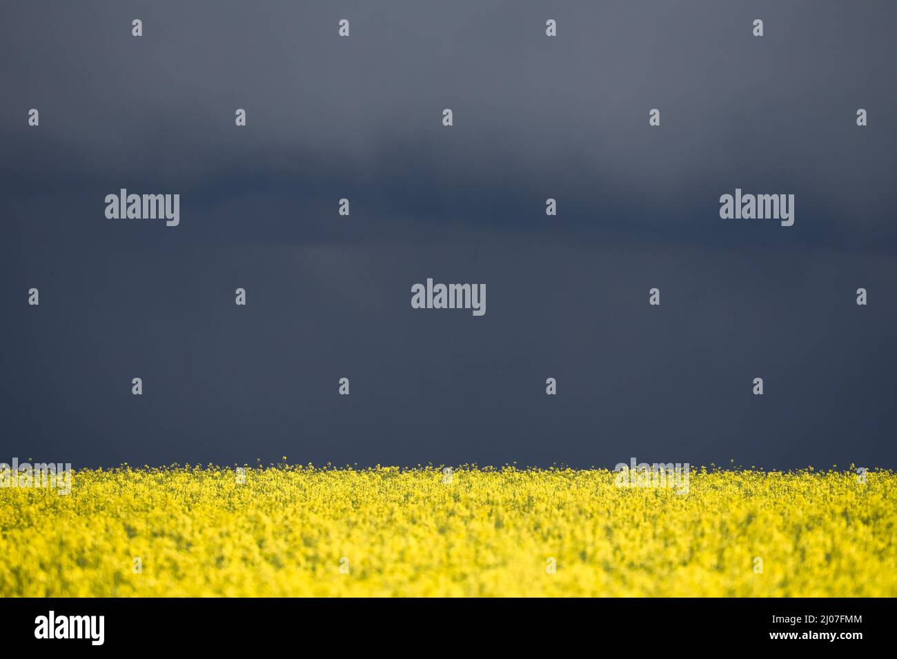 Yellow rapeseed fields in bloom in a storm Stock Photo - Alamy