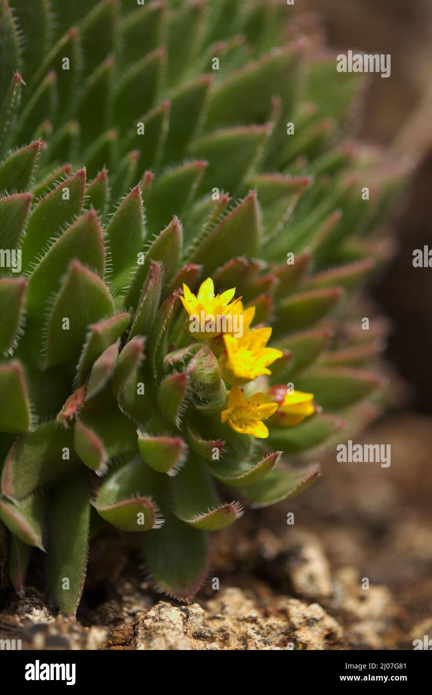 Flora of Gran Canaria - flowering Aeonium simsii, tree houseleek ...