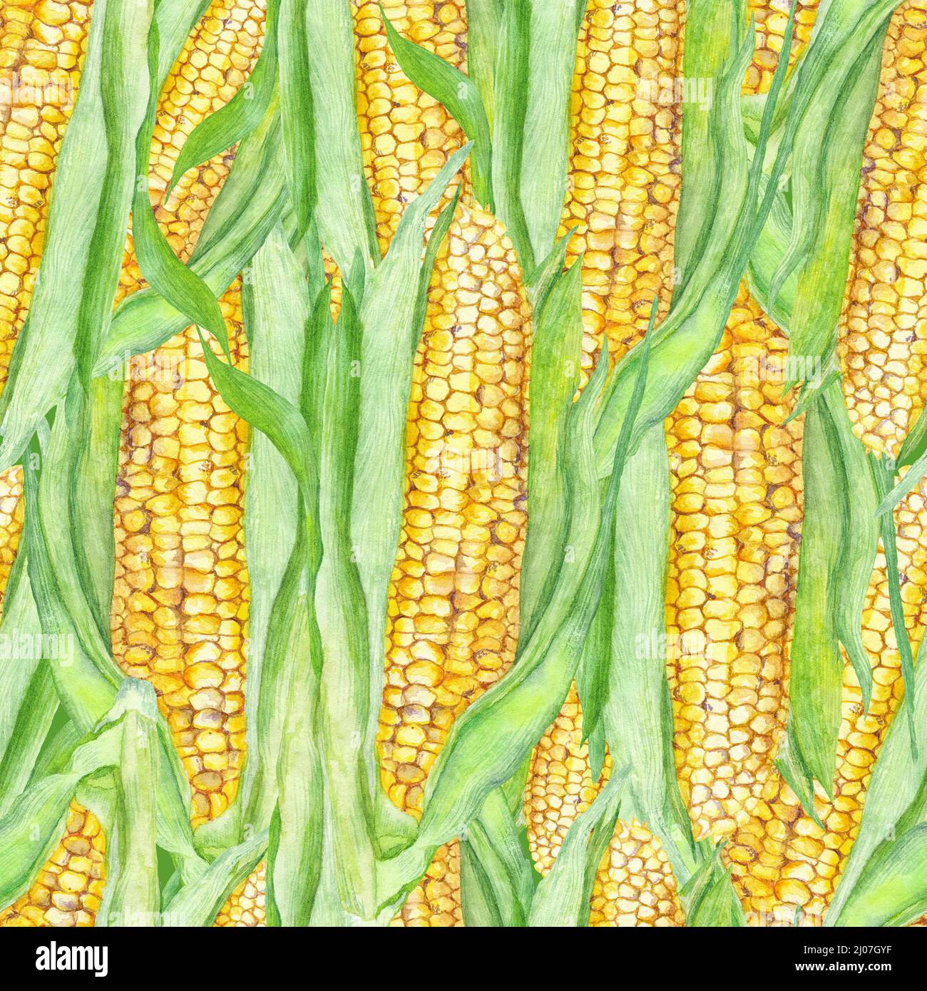 Seamless watercolor background with sweet corn painting Stock Photo - Alamy