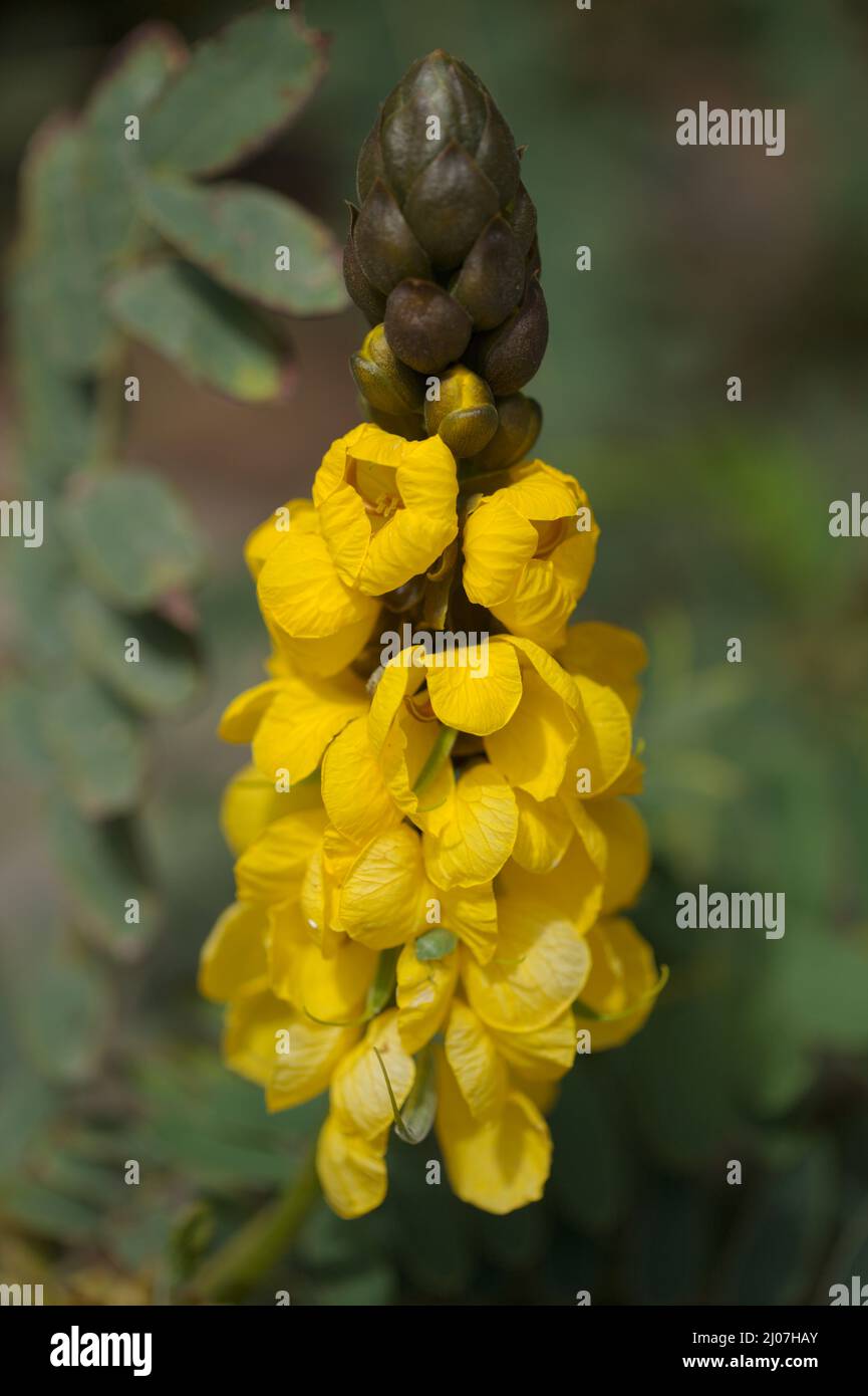 Yellow flowers of Senna didymobotrya aka popcorn cassia, natural floral ...