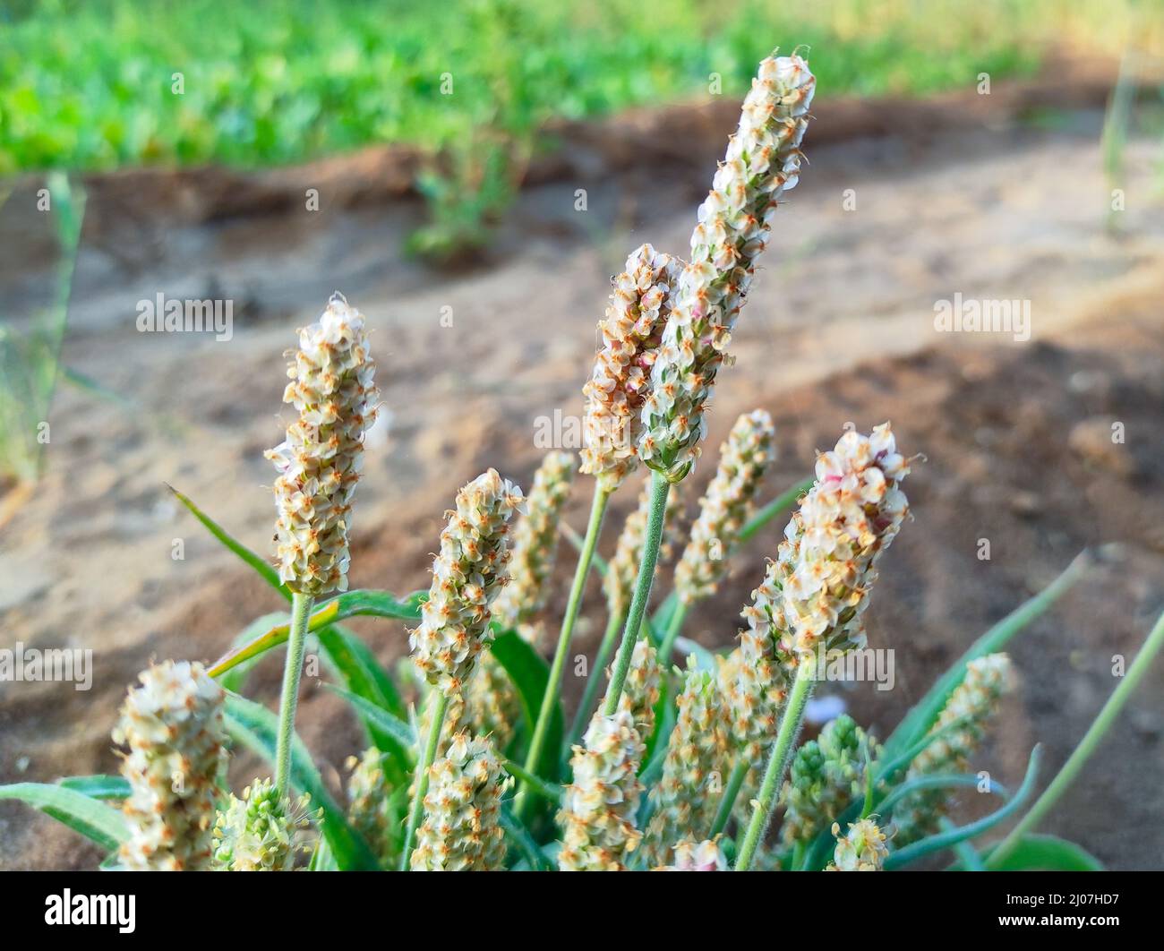 Foxtails plant hi-res stock photography and images - Alamy