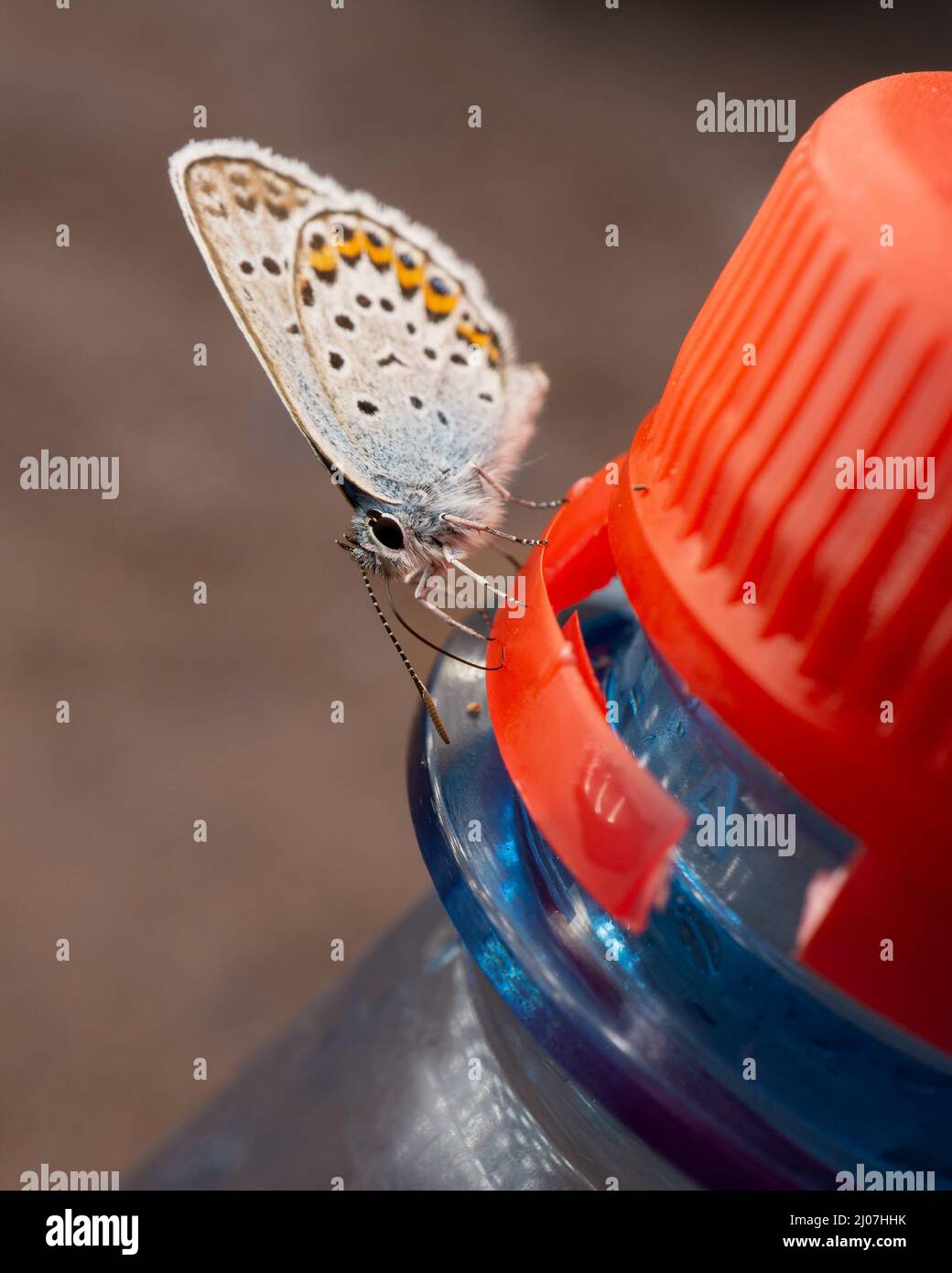 Butterfly summer water vertical hi-res stock photography and images - Alamy