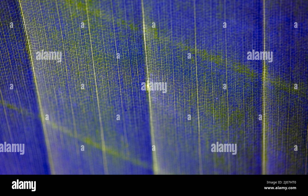 Blue and yellow organic texture with parallel lines, organic macro ...