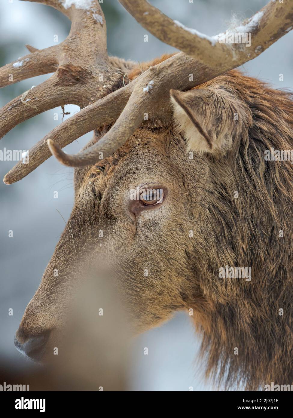 Red deer cervus elaphus in the alps hi-res stock photography and images ...