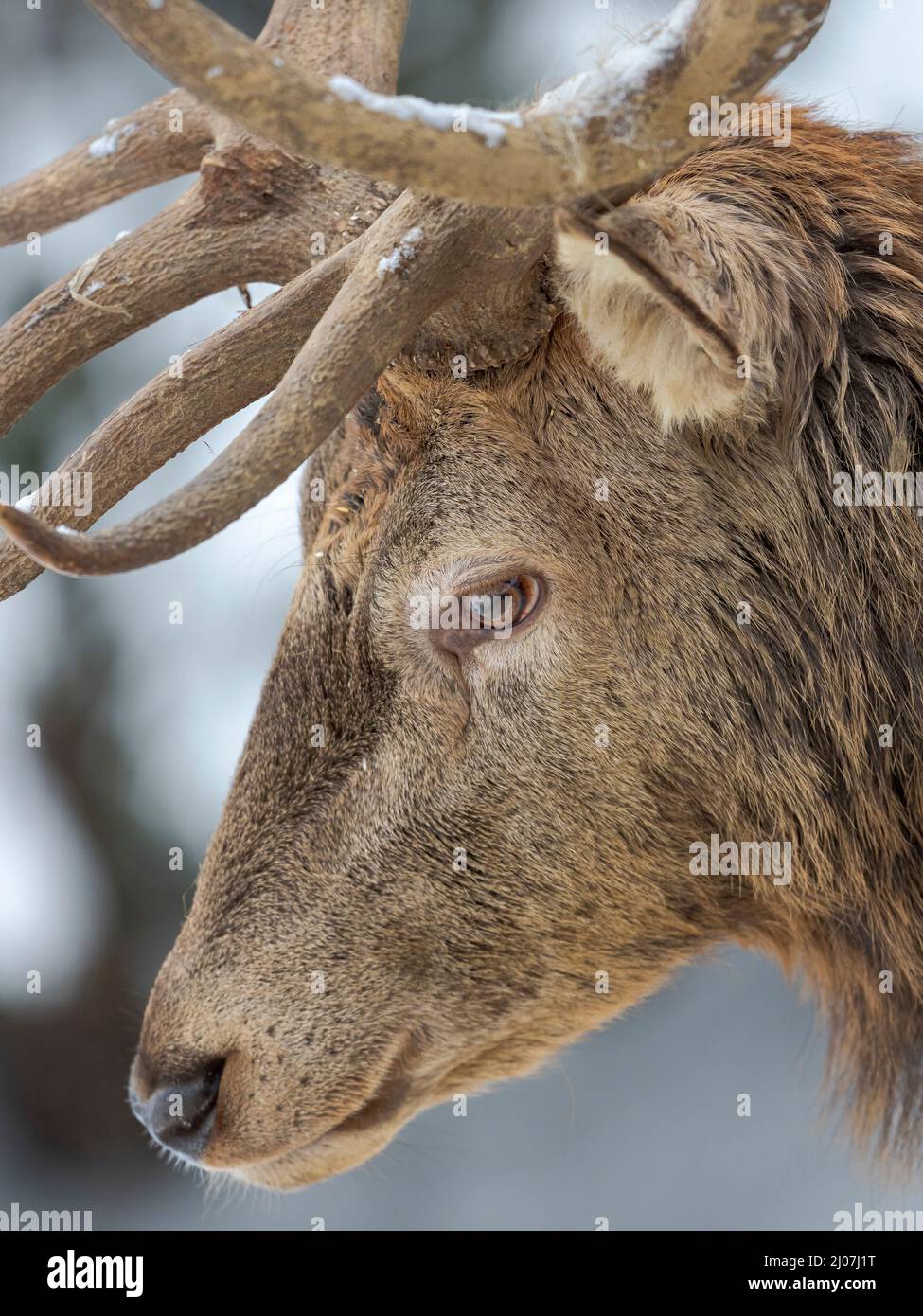 Male or stag, Red Deer (Cervus elaphus) in snow, Alpenwildpark ...