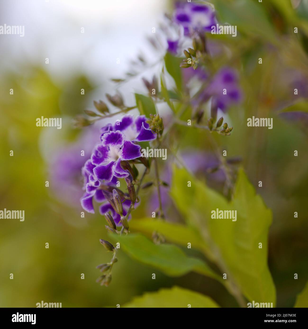 Flowering blue Duranta erecta, skyflower, natural macro floral ...