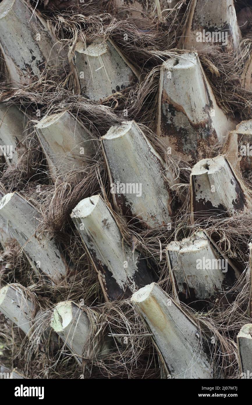 Closeup of a freshly trimmed palm tree trunk with brown fronds Stock ...
