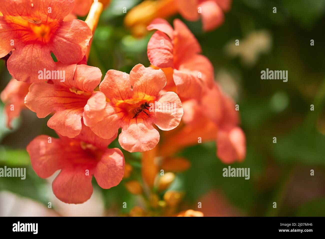Shallow yellow trumpet hi-res stock photography and images - Alamy