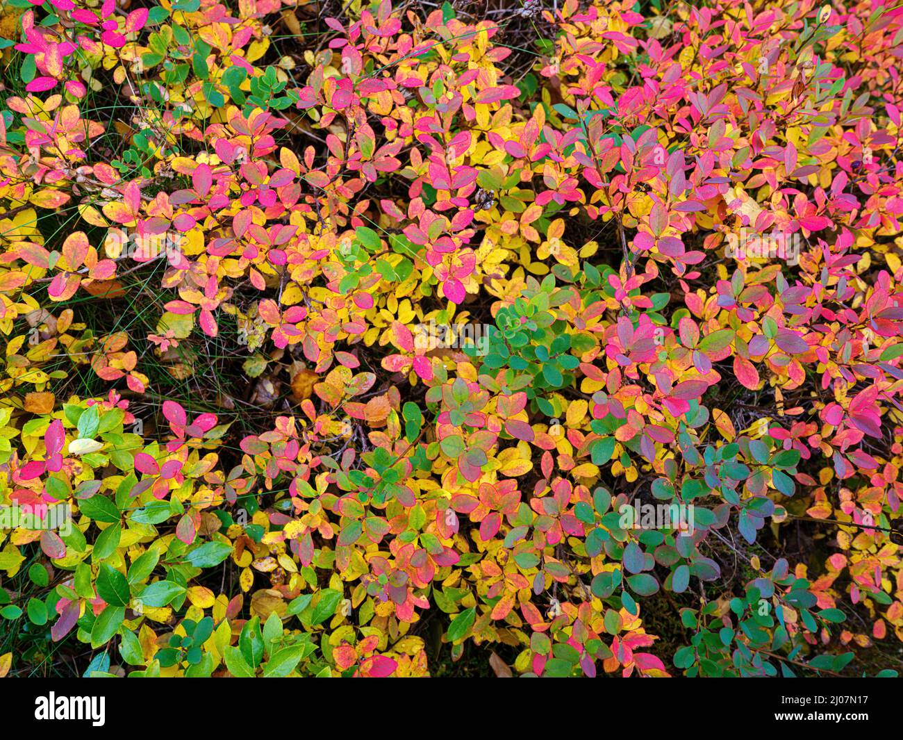 Colorful autumn forest at lake Myvatn. Europe, Northern Europe, Iceland ...