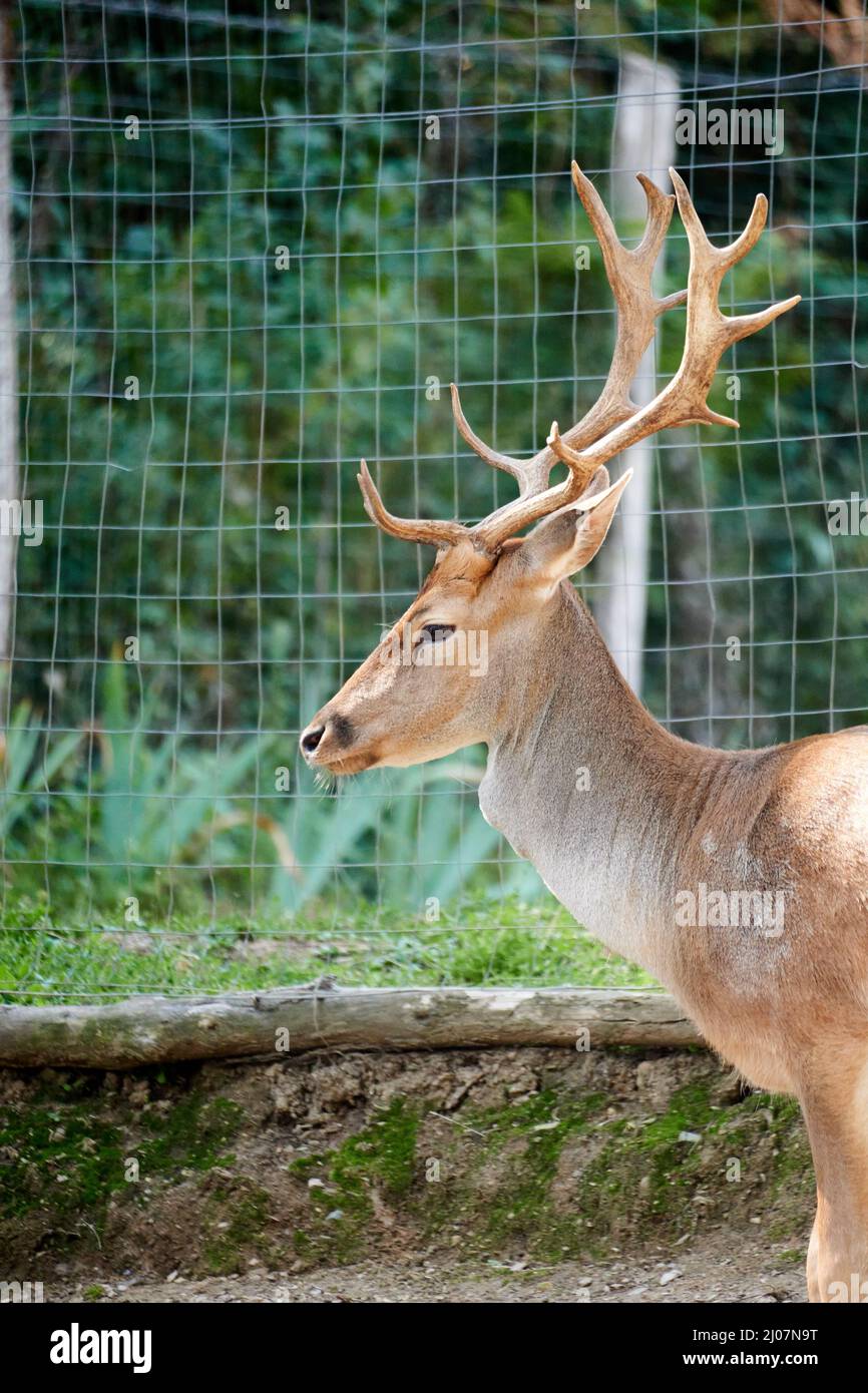 Vertical side portrait of a European fallow deer with greenery inside ...