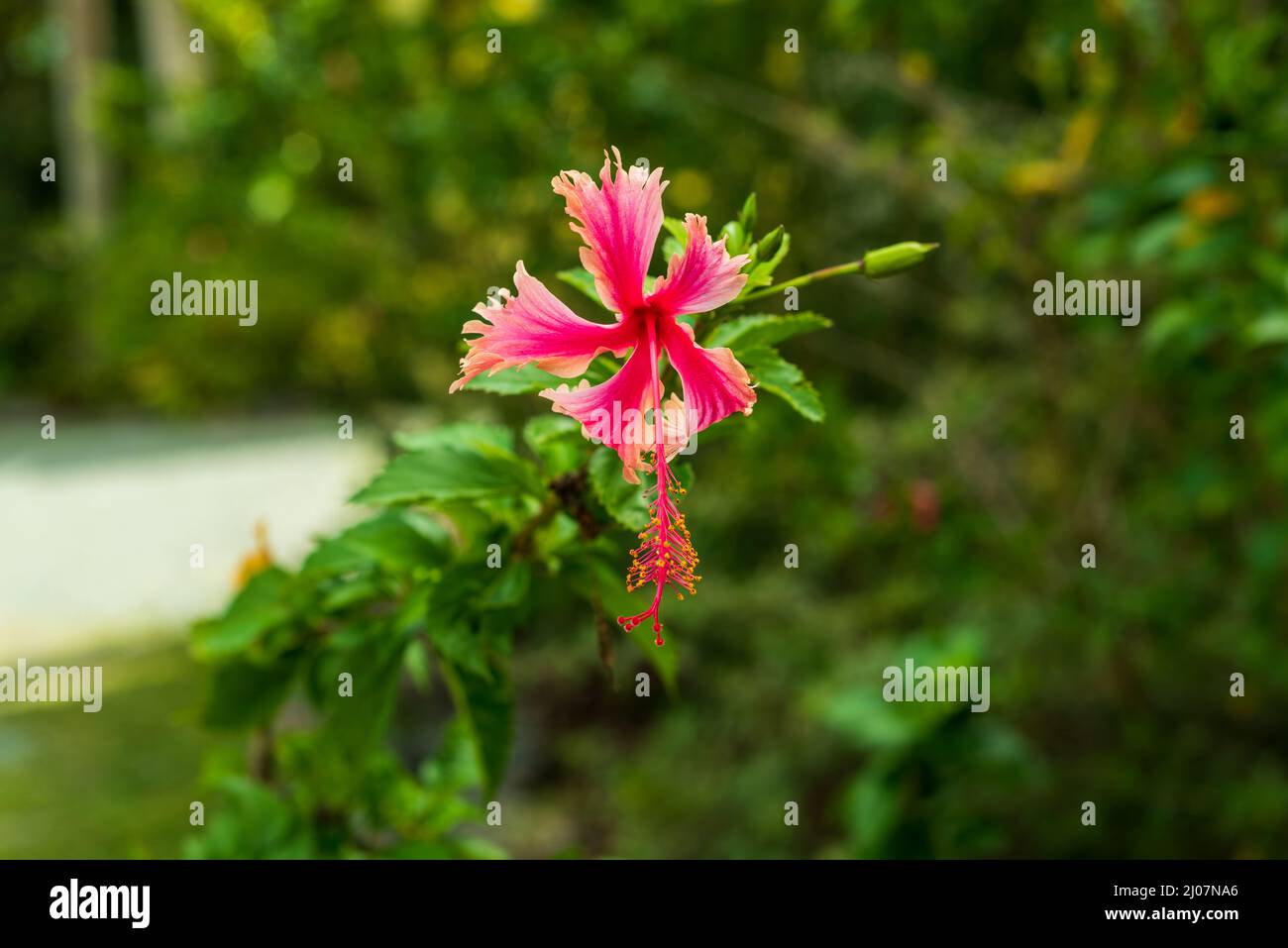 Closeup of Hibiscus rosa-sinensis, known as Hawaiian hibiscus Stock ...