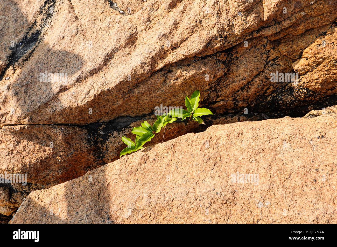 Closeup of a little plant growing from the cracked rock under the ...