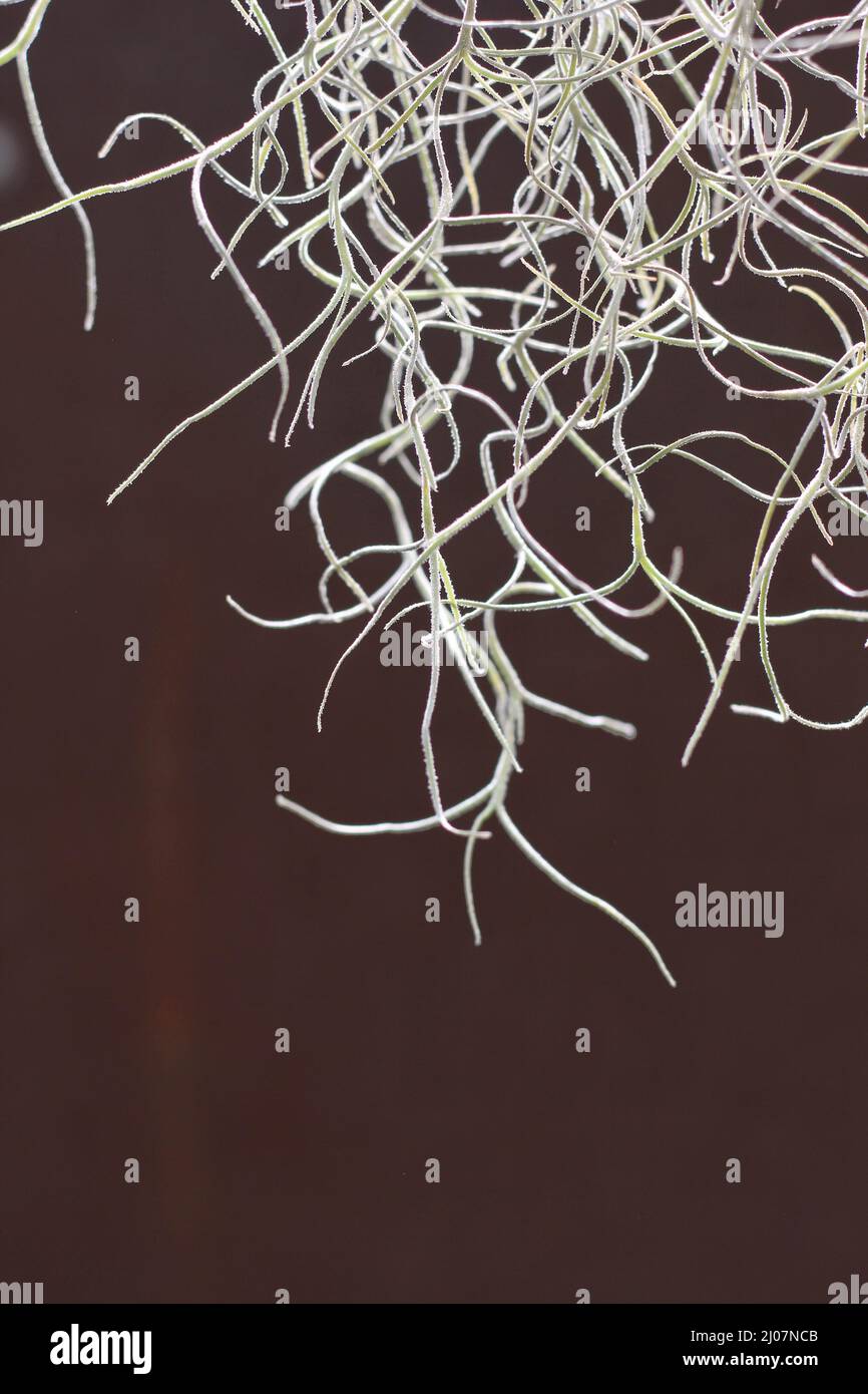 Beautiful strings of Spanish moss hanging down from above Stock Photo ...