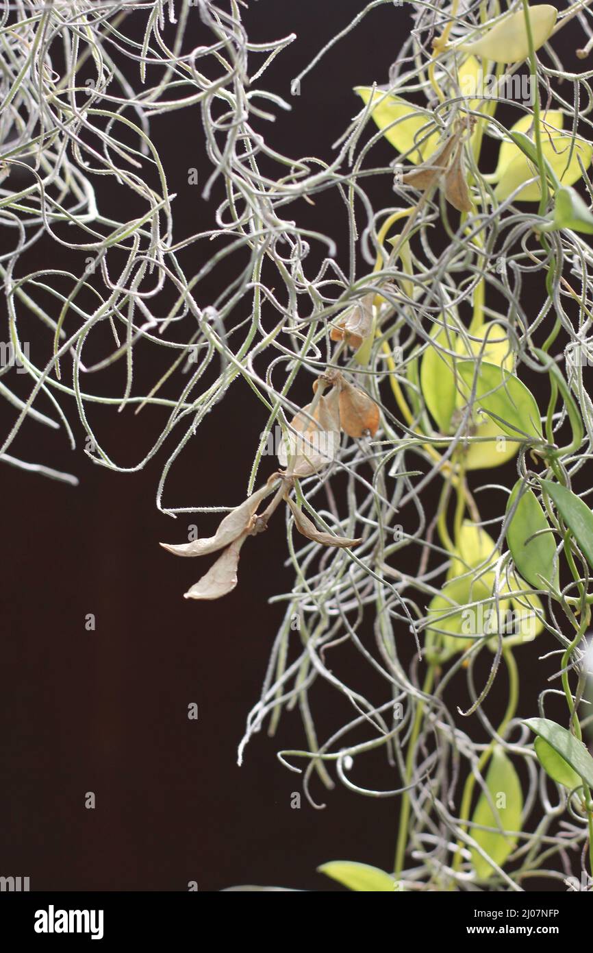 Beautiful strings of Spanish moss hanging down from above Stock Photo ...