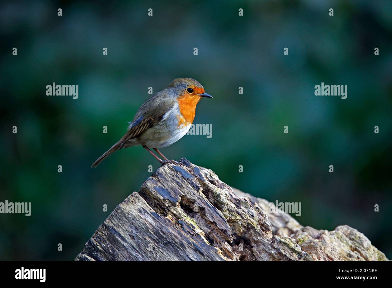 Robin with insects hi-res stock photography and images - Alamy