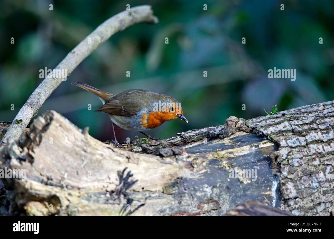 Robin with grubs hi-res stock photography and images - Alamy