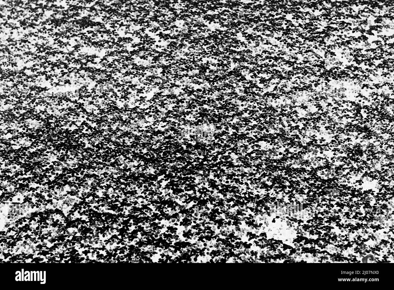 High contrast black and white abstract view of a meadow full of many ...