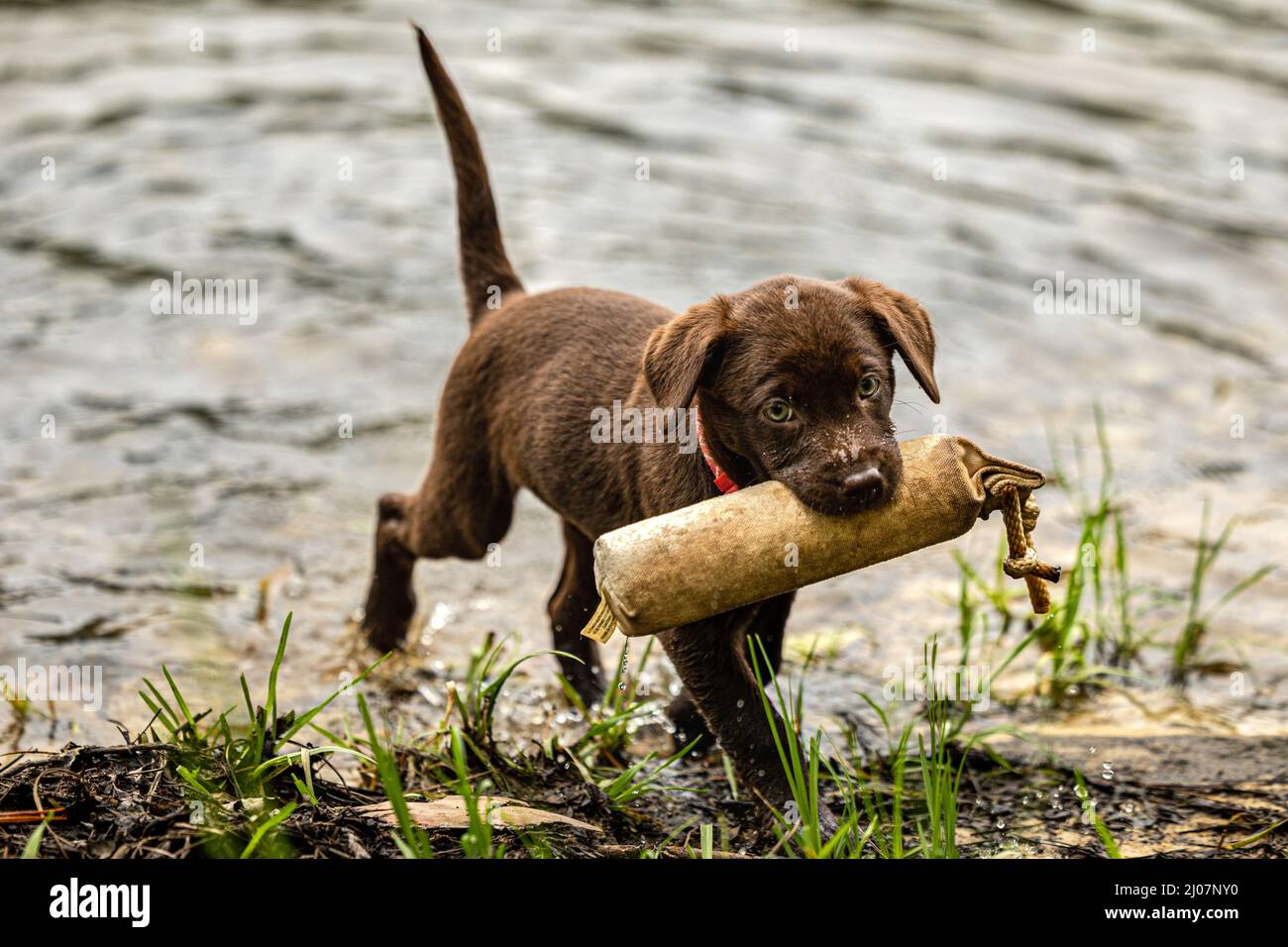 Baby chocolate labrador puppy bringing something from the water Stock ...