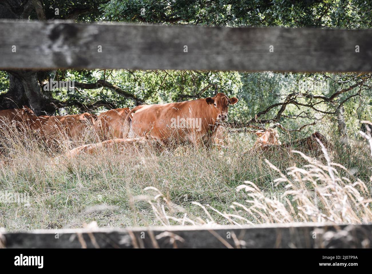 Fenced field hi-res stock photography and images - Alamy