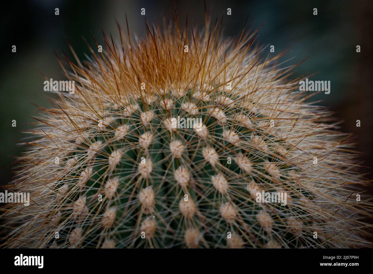 Close-up shot of a spikey cacti plant at RHS Wisley Gardens, Hampshire ...