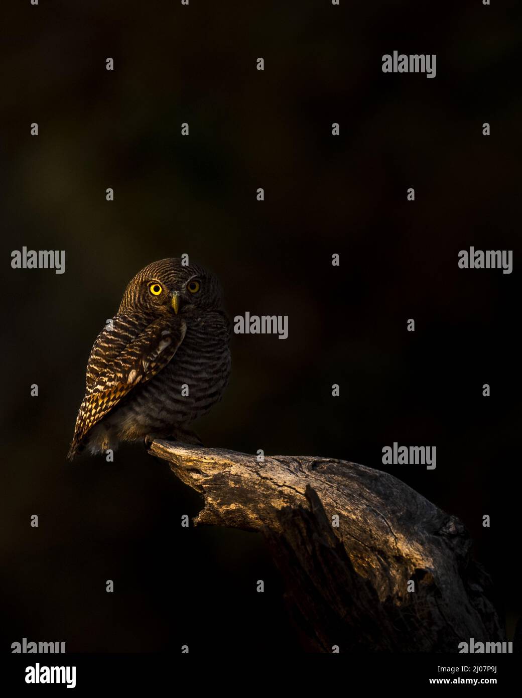 Jungle Owlet photographed in beautiful light at Pench Tiger Reserve ...