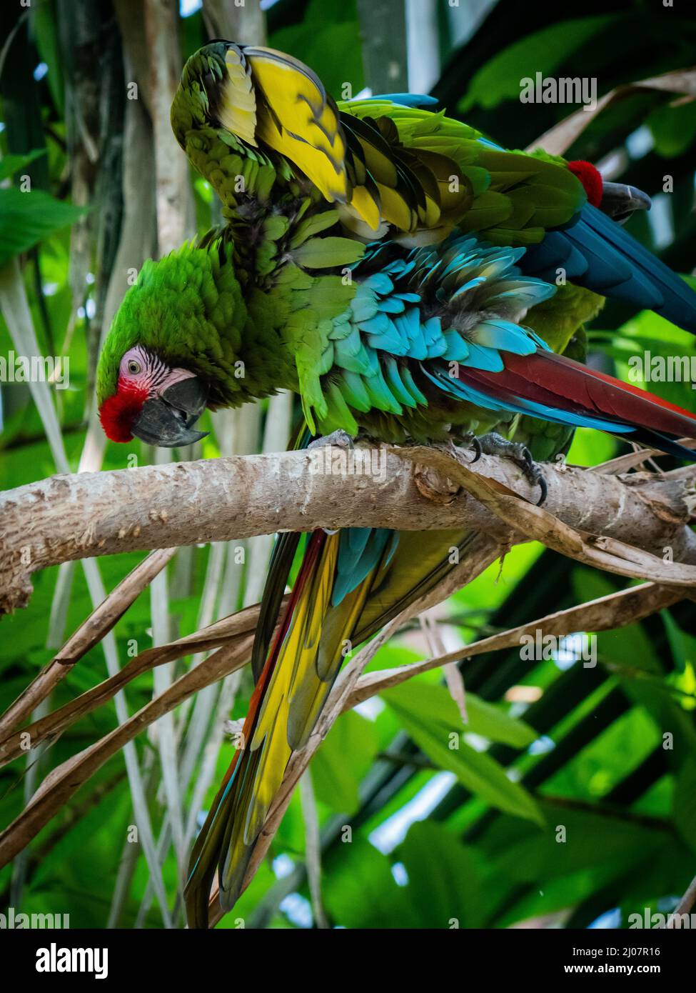 Closeup shot of a colorful parrot Stock Photo - Alamy