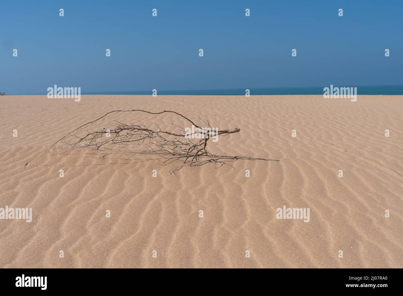 Completely Dry Tree in the Desert of the La Guajira, Colombia Stock ...