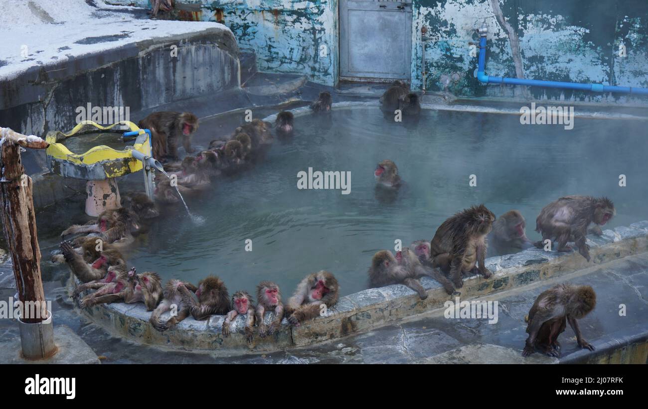 Japanese snow monkeys soaking in a hot spring Stock Photo - Alamy