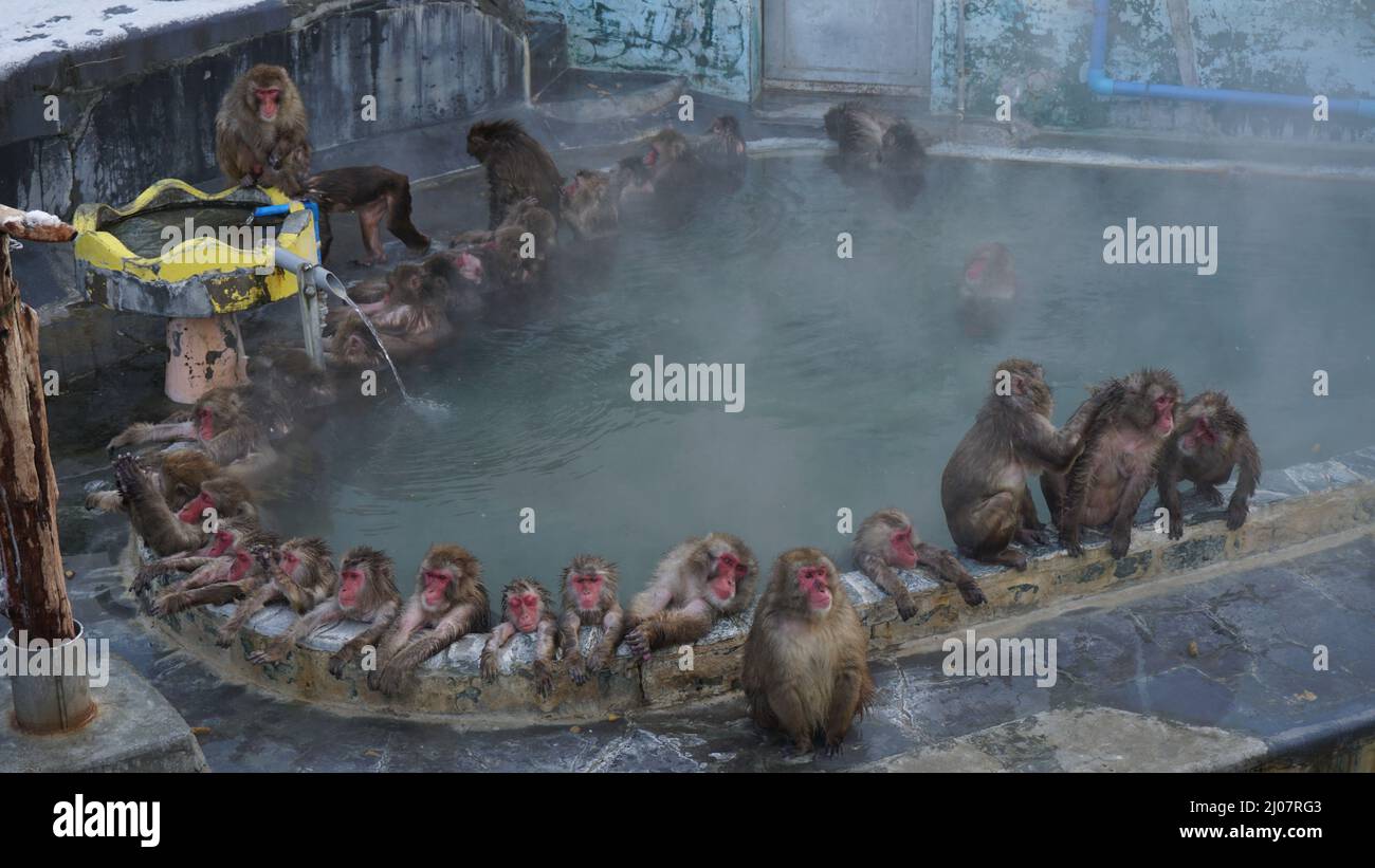 Japanese snow monkeys soaking in a hot spring Stock Photo - Alamy