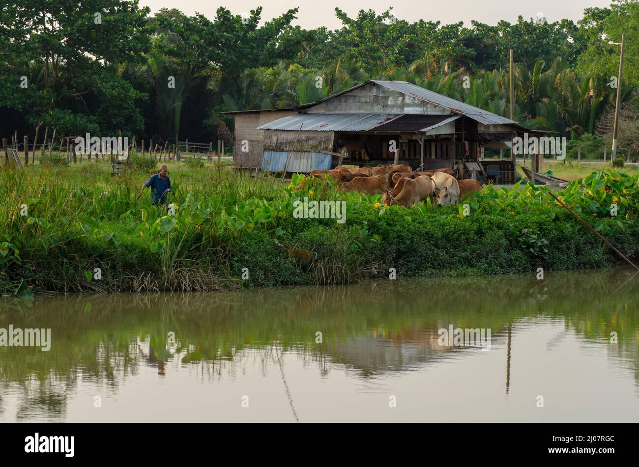 Seberang Perai, Penang, Malaysia - Circa Jun 2018: Malays farmer with ...
