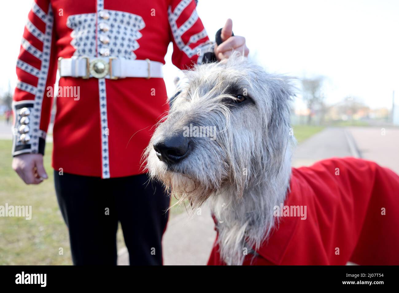 Turlough Mor, the Irish wolf hound regimental mascot, also known as ...