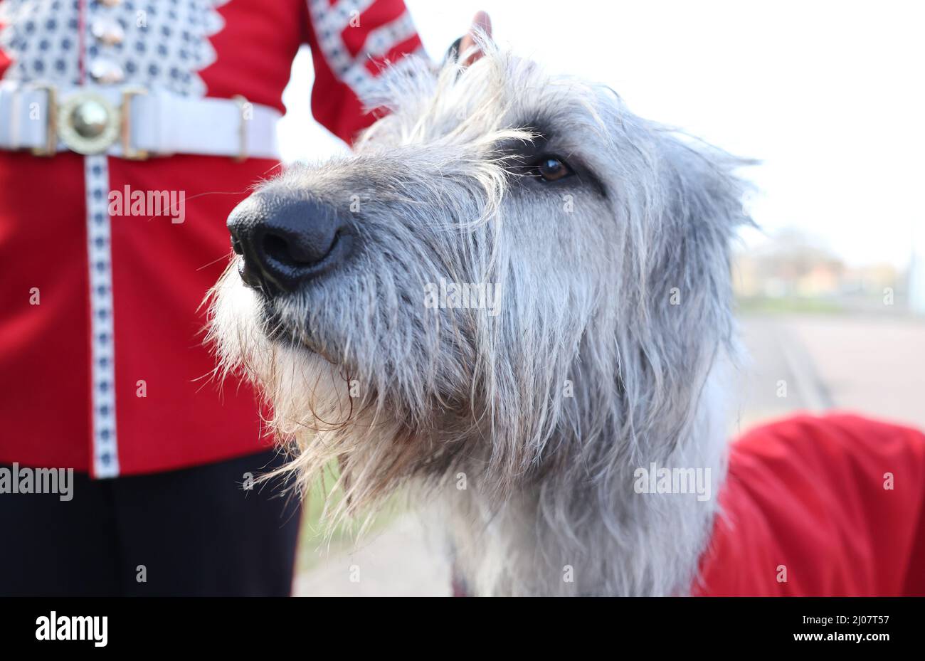 Turlough Mor, the Irish wolf hound regimental mascot, also known as ...