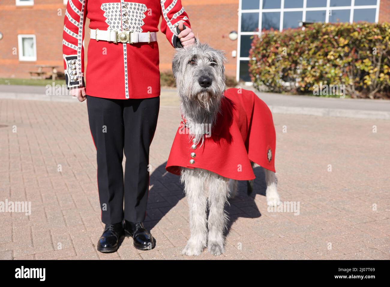 Turlough Mor, the Irish wolf hound regimental mascot, also known as ...