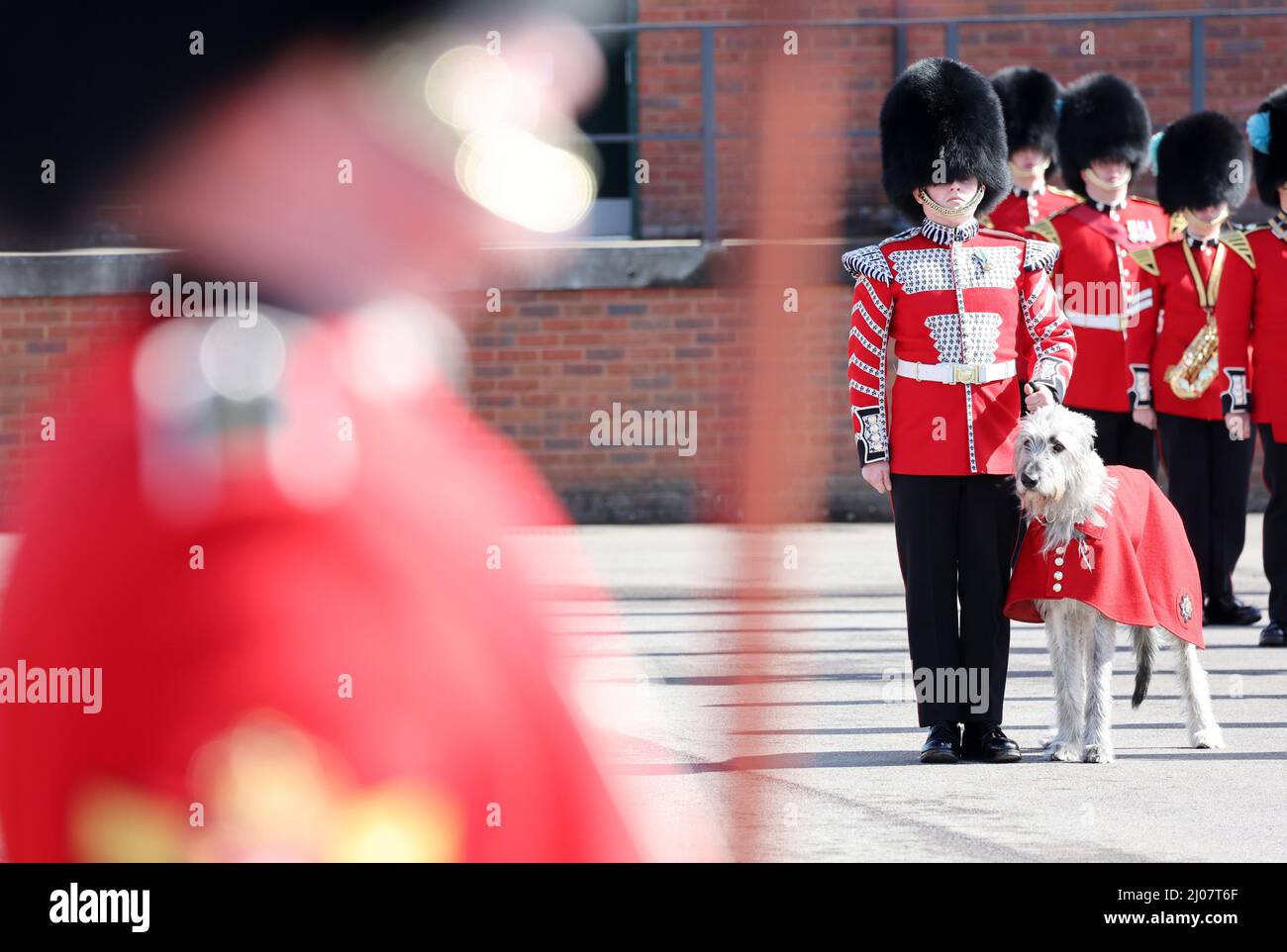 Turlough Mor, the Irish wolf hound regimental mascot, also known as ...