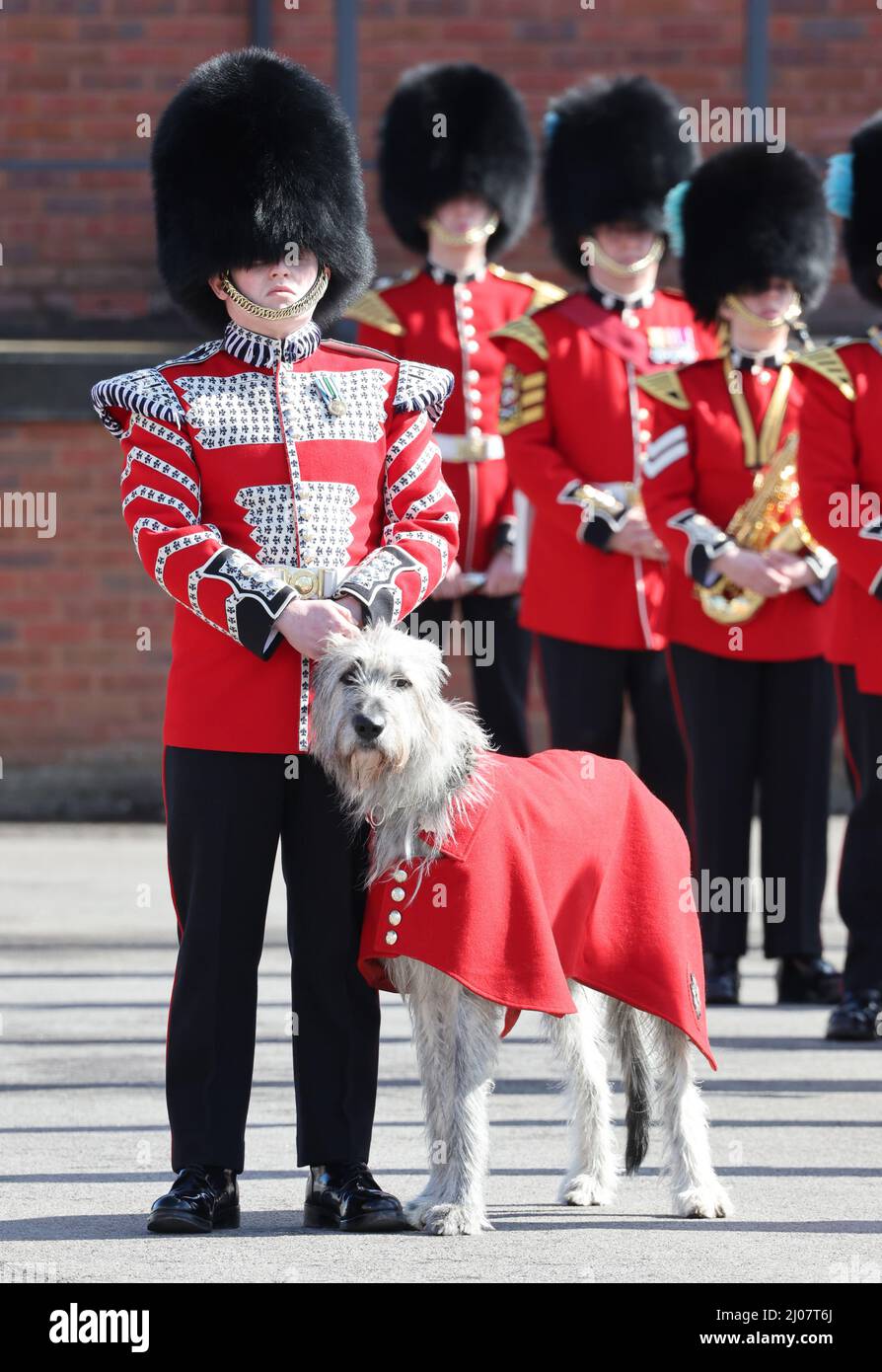 Turlough Mor, the Irish wolf hound regimental mascot, also known as ...