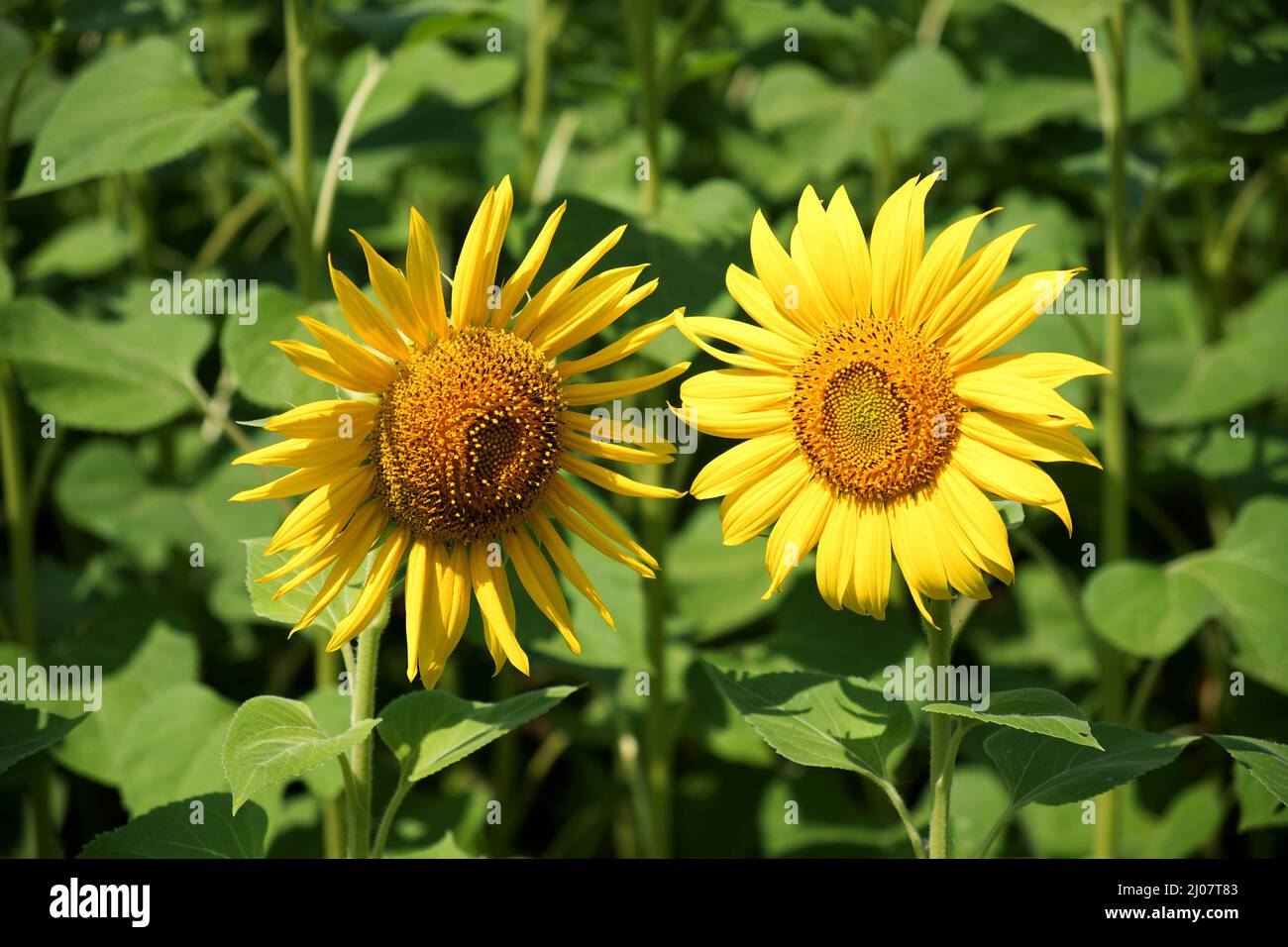 Nice sunflower hi-res stock photography and images - Alamy