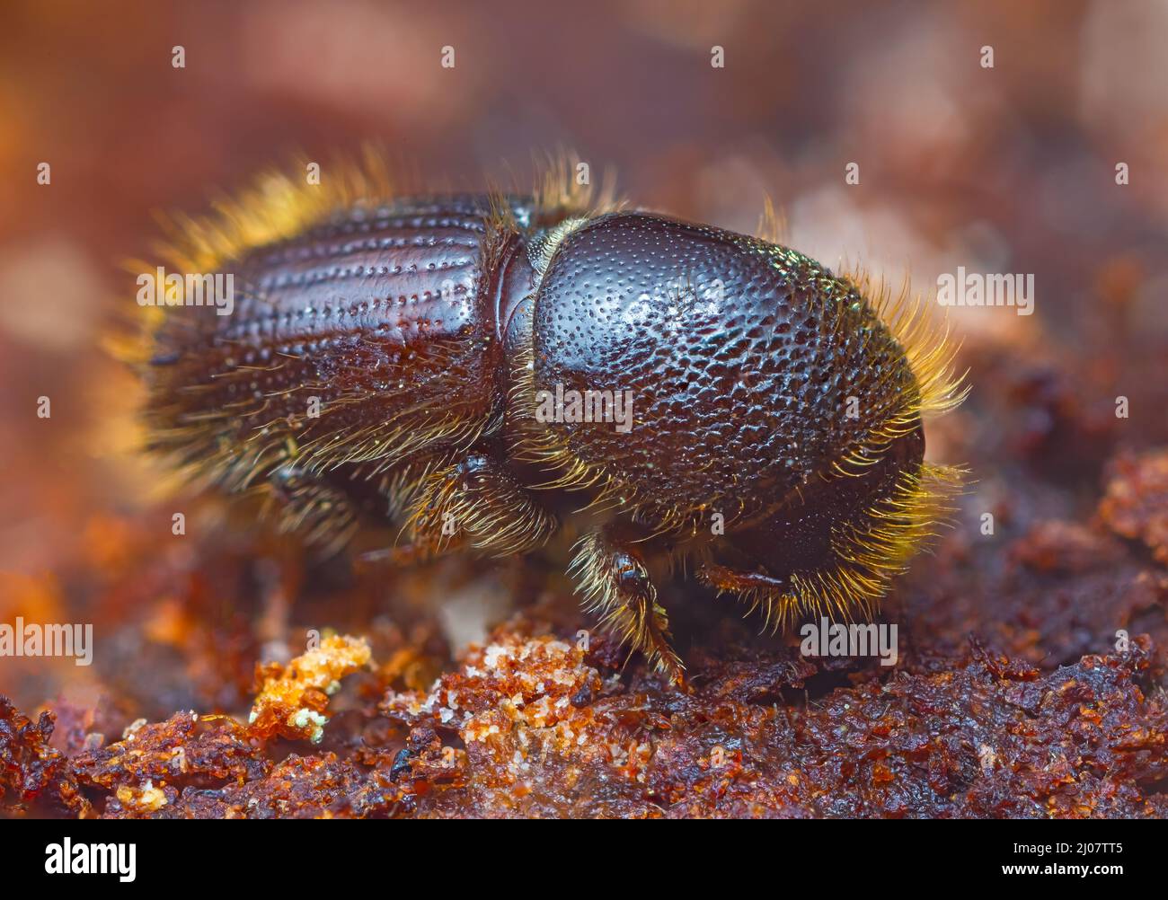 Spruce bark beetle hi-res stock photography and images - Alamy