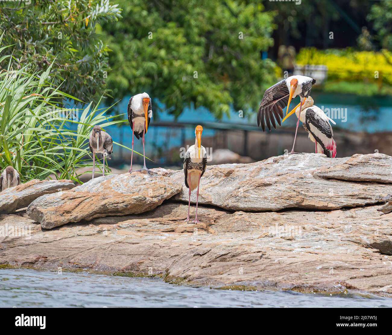 Painted storks standing lake hi-res stock photography and images - Alamy