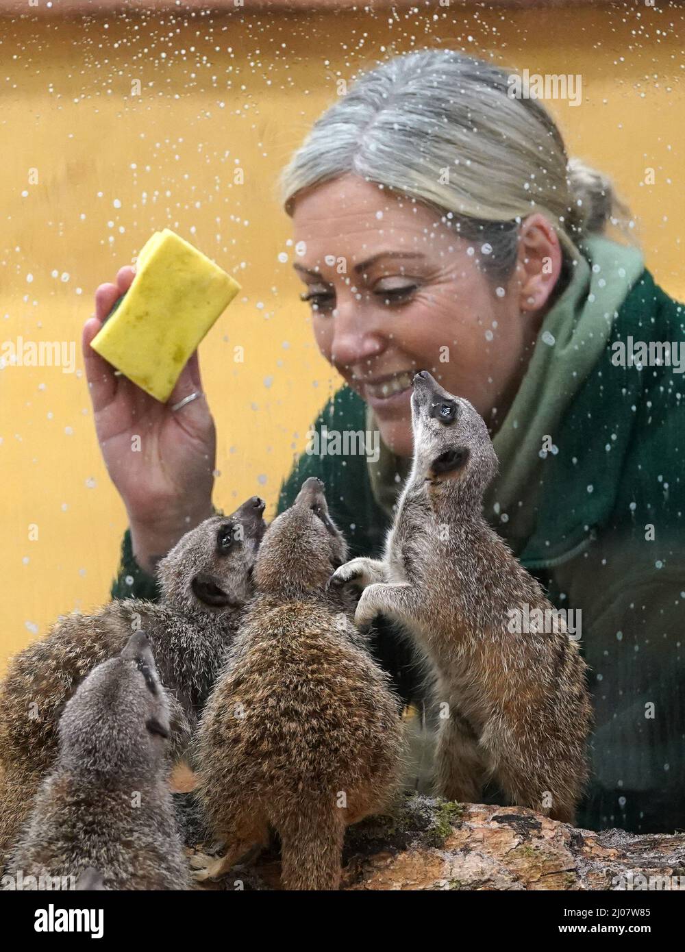 Keeper Carolyn Booth cleans the windows of the meerkat enclosure at ...