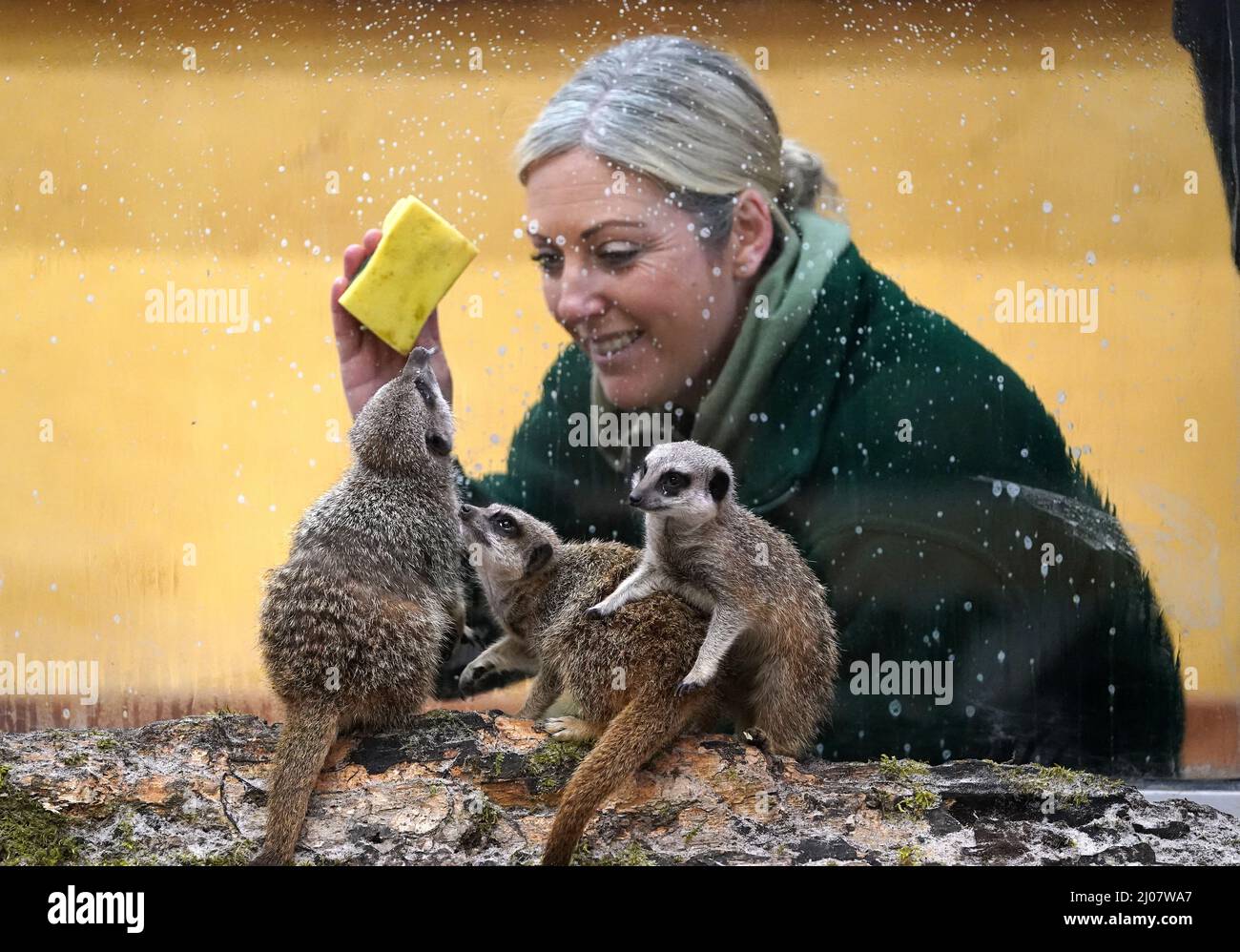 Keeper Carolyn Booth cleans the windows of the meerkat enclosure at ...